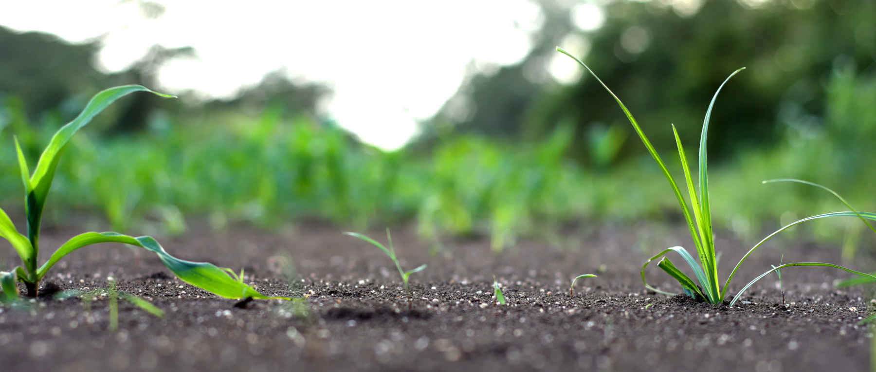 The Benefits of Humic Acid - Get Green Lawncare